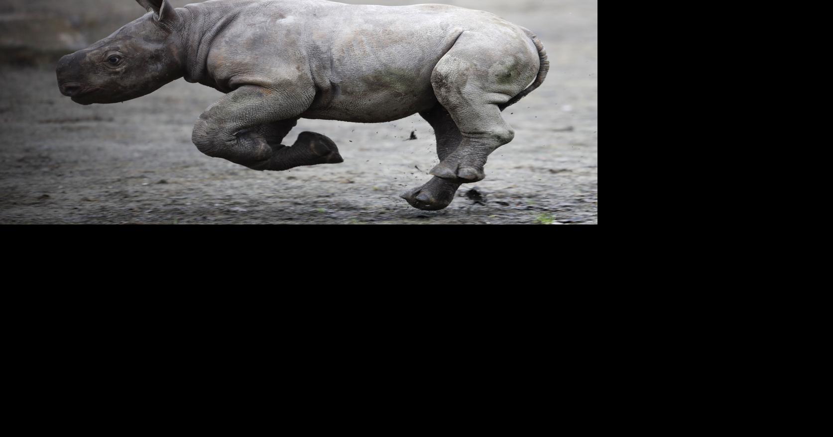 Czech zoo cheers birth of endangered rhino