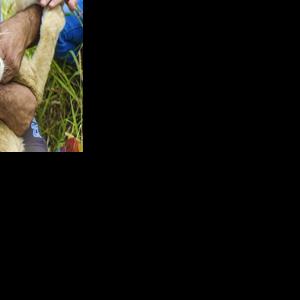 Tiny lion cub found wandering roadway taken to Serbian zoo