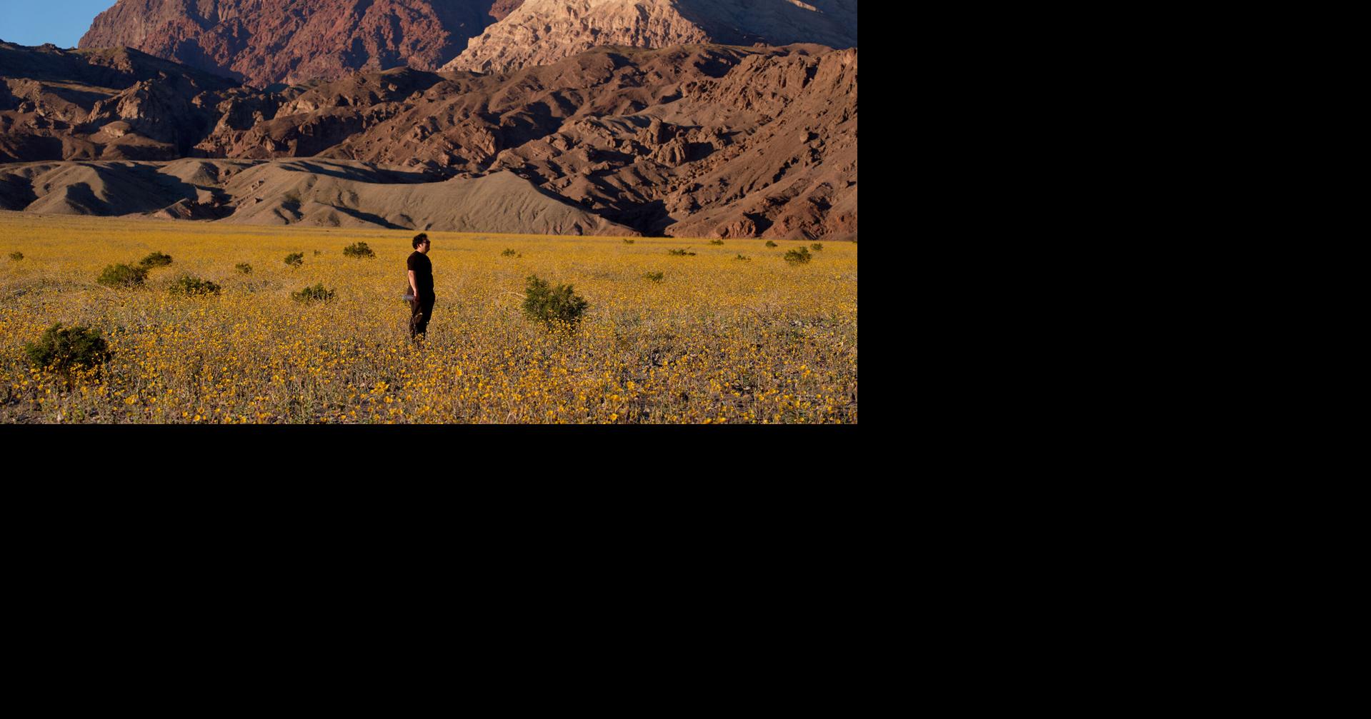 Wildflowers are blooming in Death Valley, California