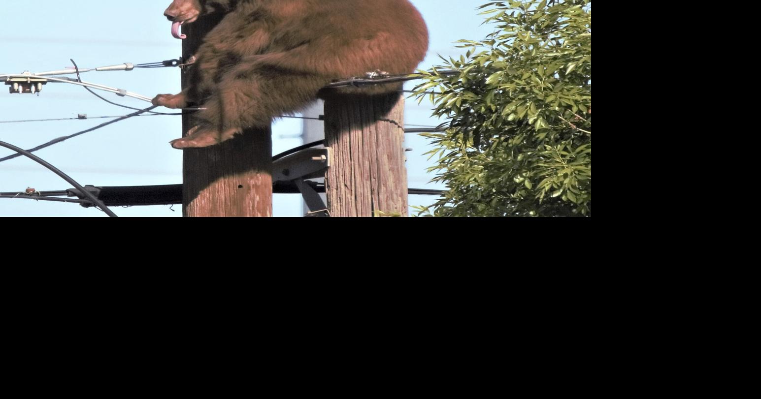 Bear does high-wire act on Arizona utility poles, and more of this week ...