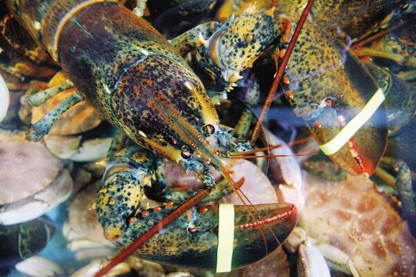 Penn State poaches defensive coordinator from Big Ten rival