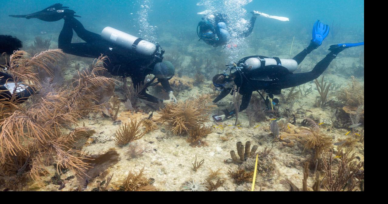 Scientists crossbreed corals to save Miami's reefs