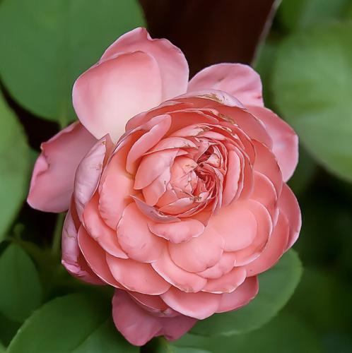 On Gardening: Benchmark year of fragrance with debut of Reminiscent and ...
