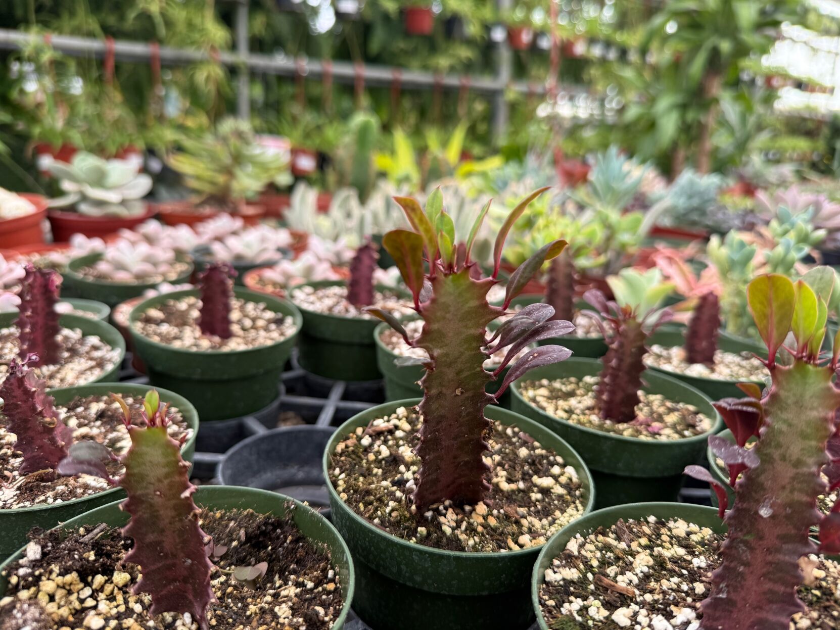 Tips for choosing big, bold indoor succulents