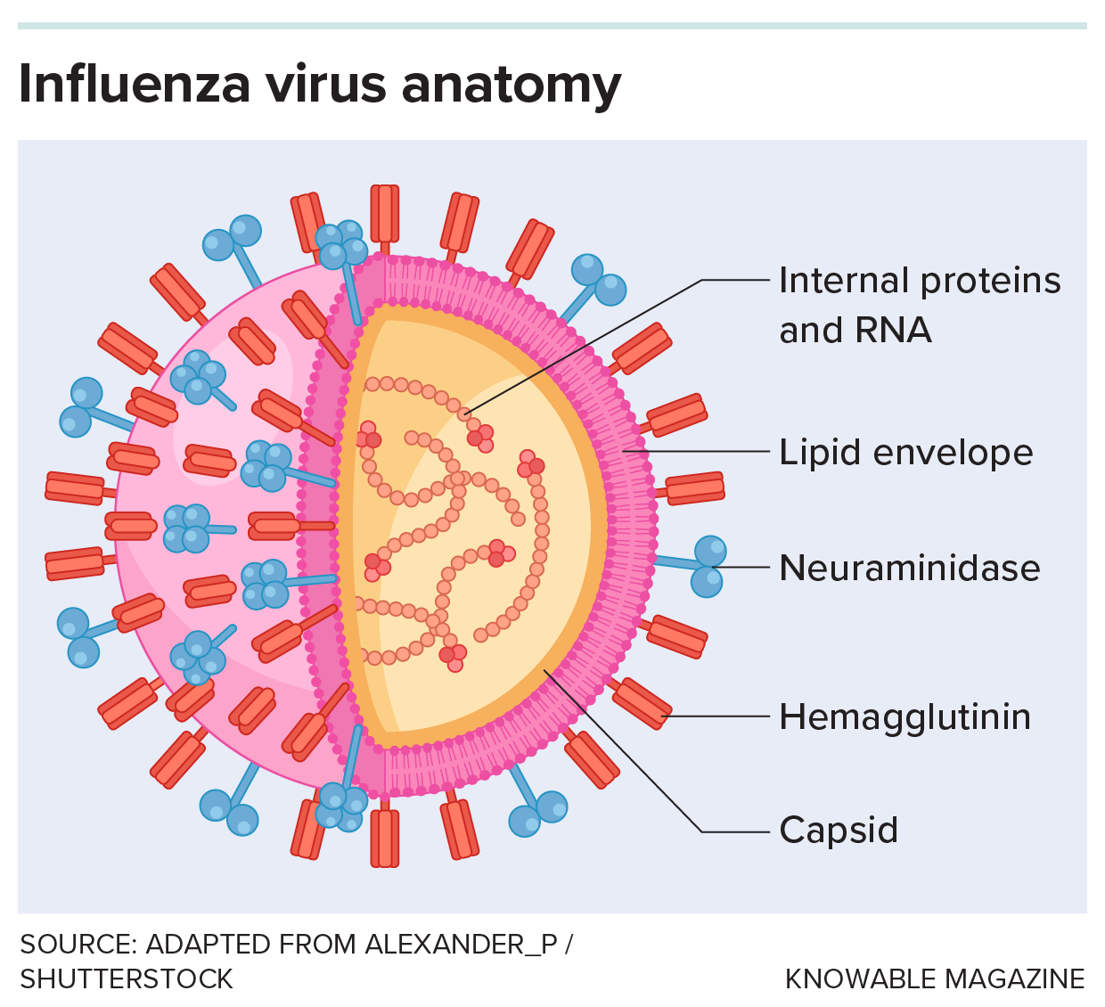 Washington resident infected with different type of bird flu