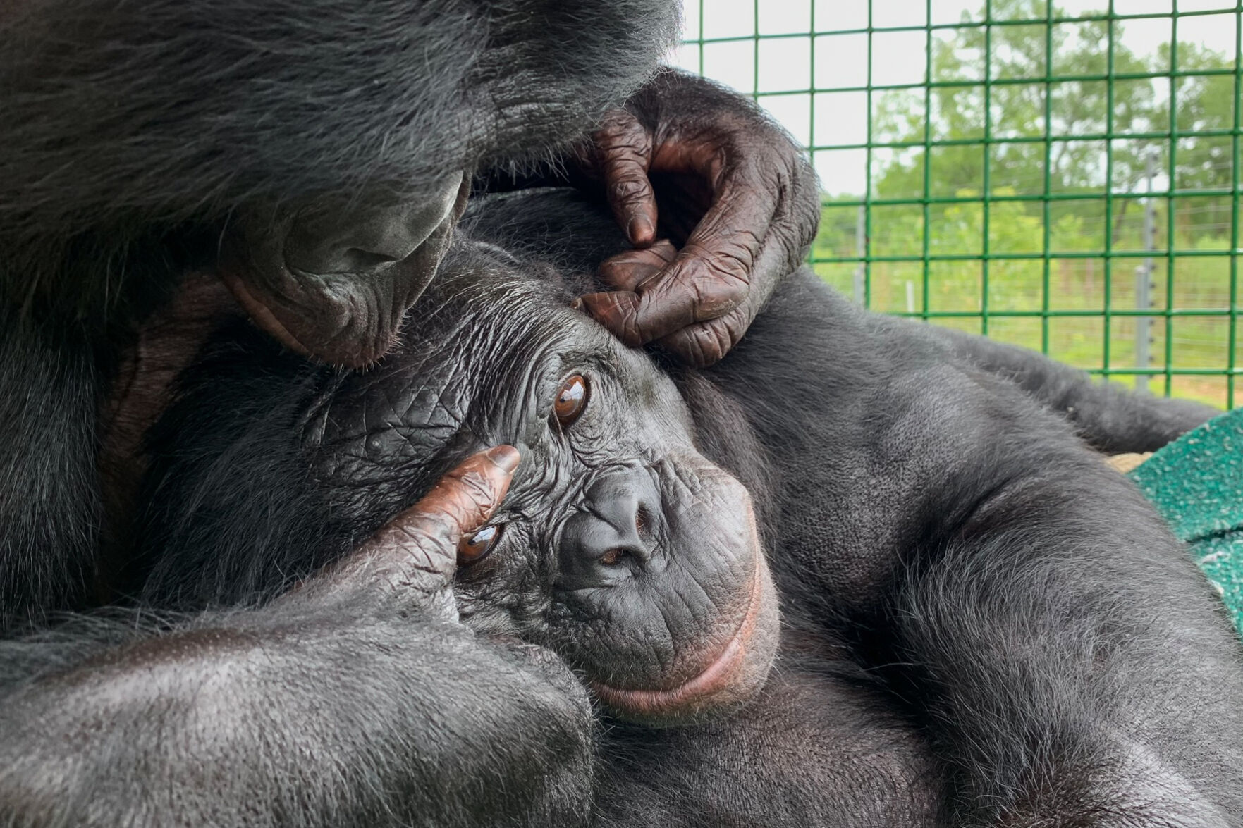 Can apes play pretend? Scientists try to find out