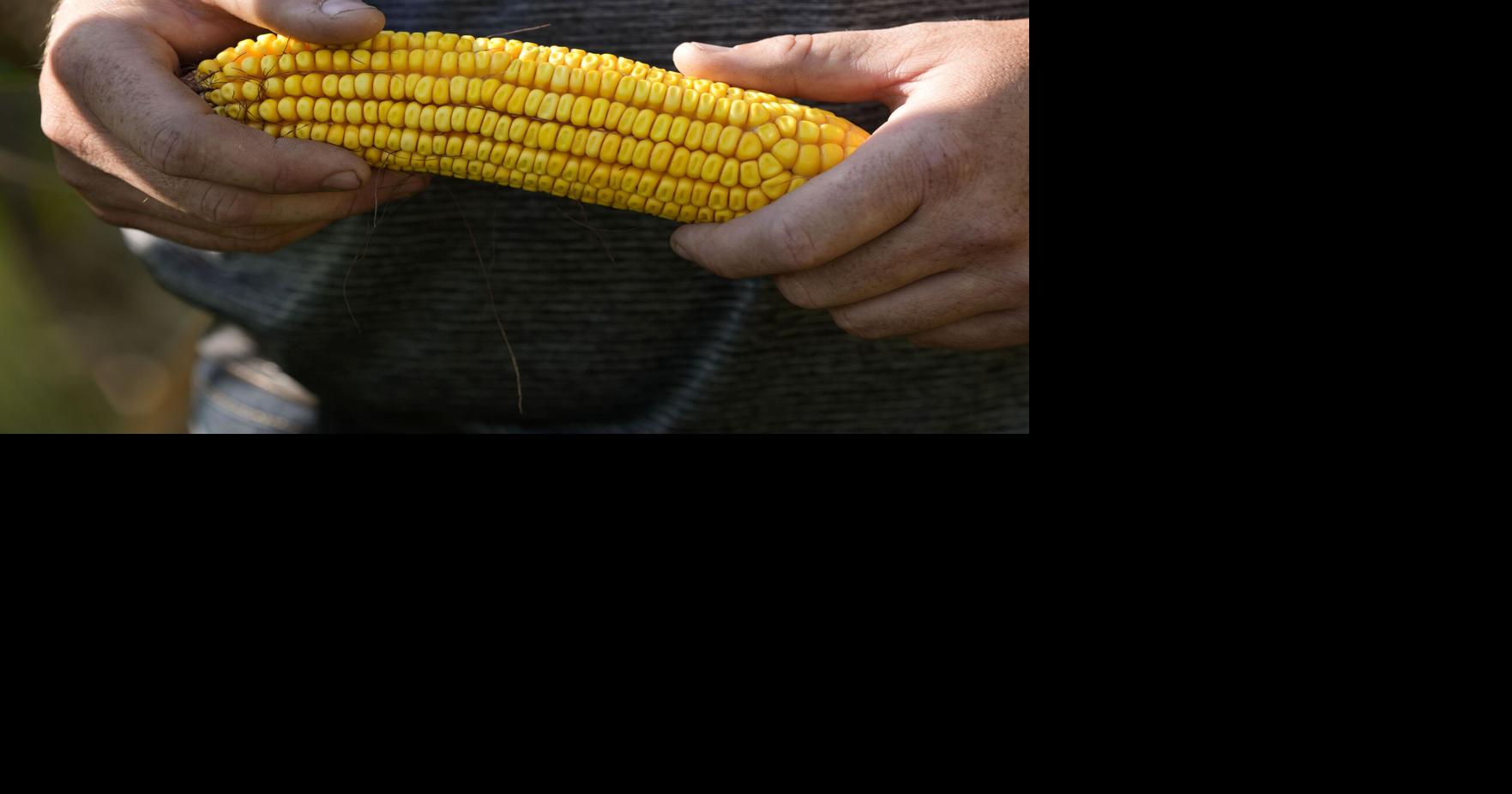 'Short corn' may soon replace the tall crop