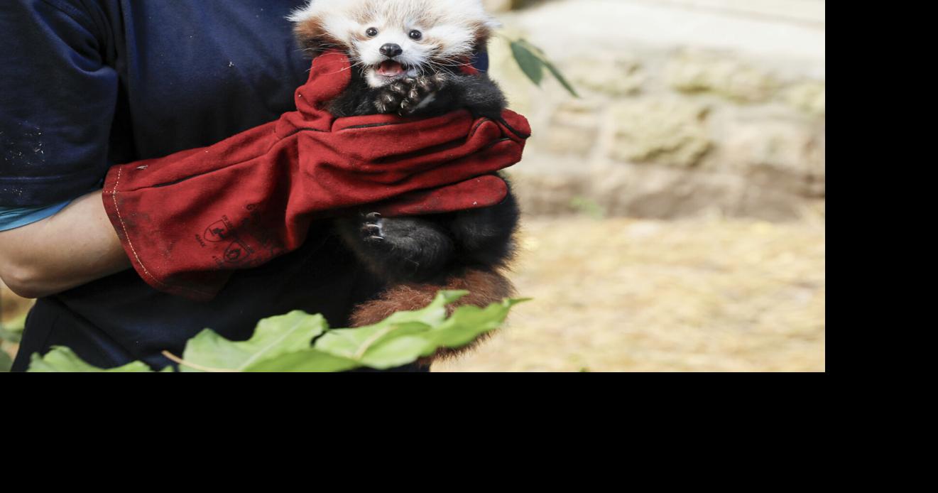 Baby red panda dies at Edinburgh Zoo after fireworks