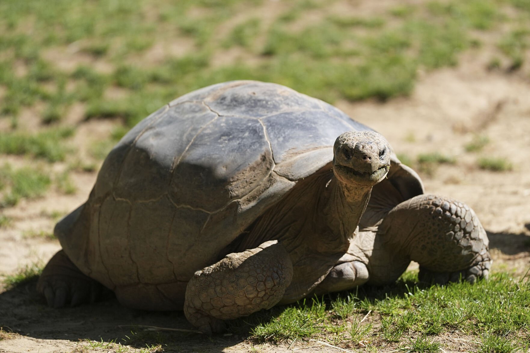 Photos: 4 baby tortoises debut at Philadelphia Zoo, home to their ...