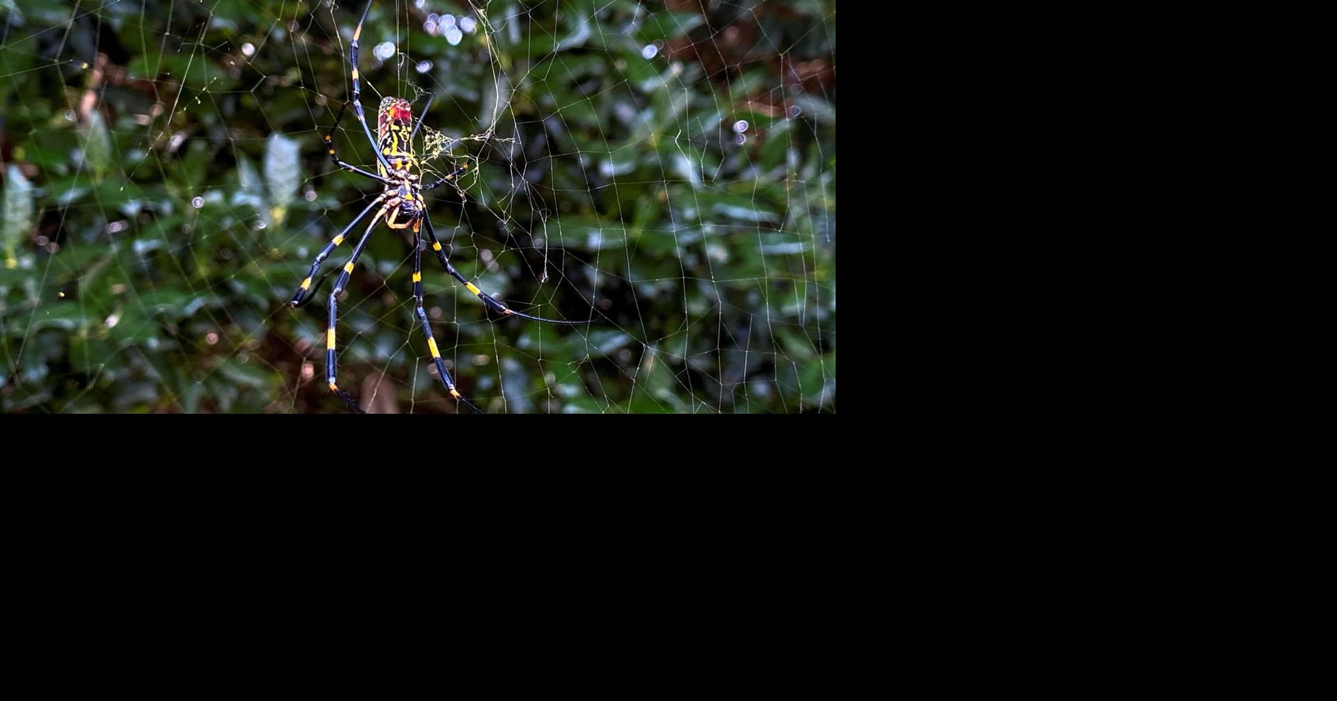 This Asian spider could spread to much of East Coast, scientists say