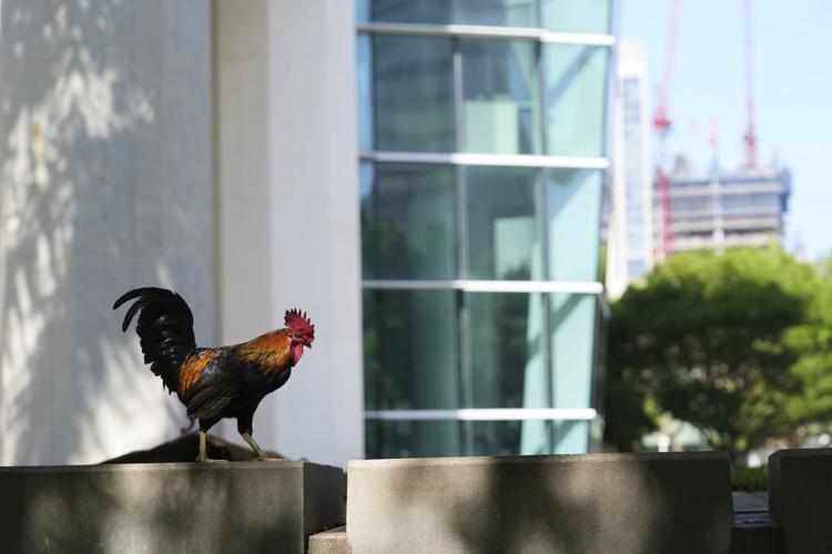 Wild chickens rule the roost these days in Miami