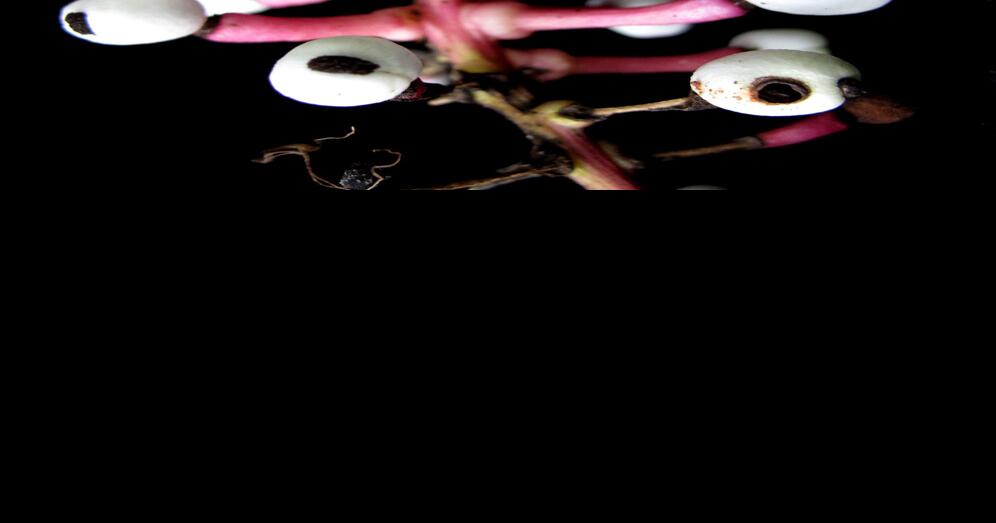 GARDENING: Spooky plants for Goth gardens