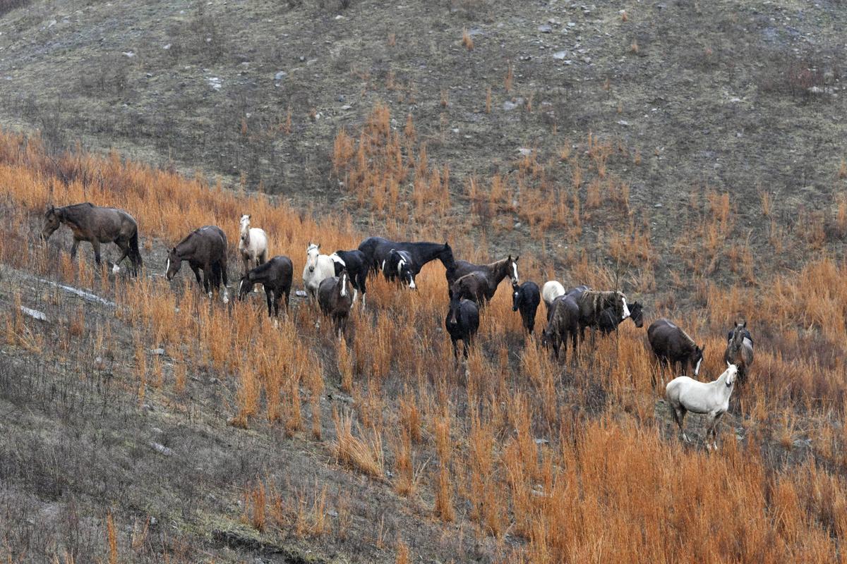 Photos: The wild horses of Breathitt County | National | news.lee.net
