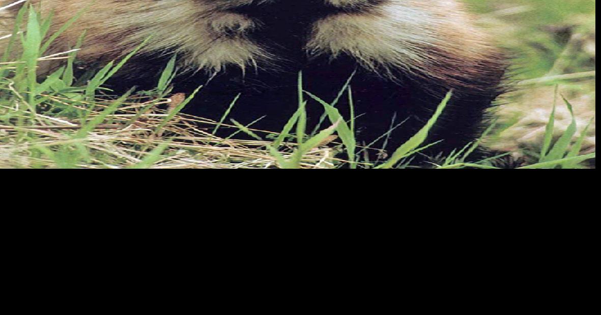 US moves to protect threatened wolverines