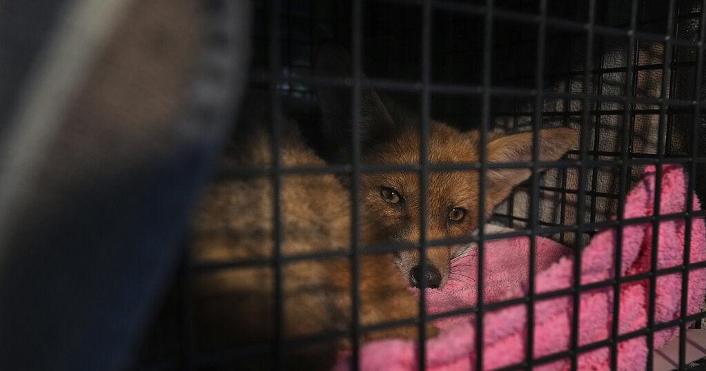 London's red foxes get a lifeline in The Fox Project