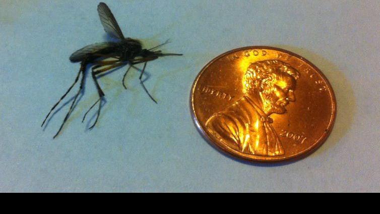 Giant mosquitoes flourish in floodwaters that hurricanes leave behind ...