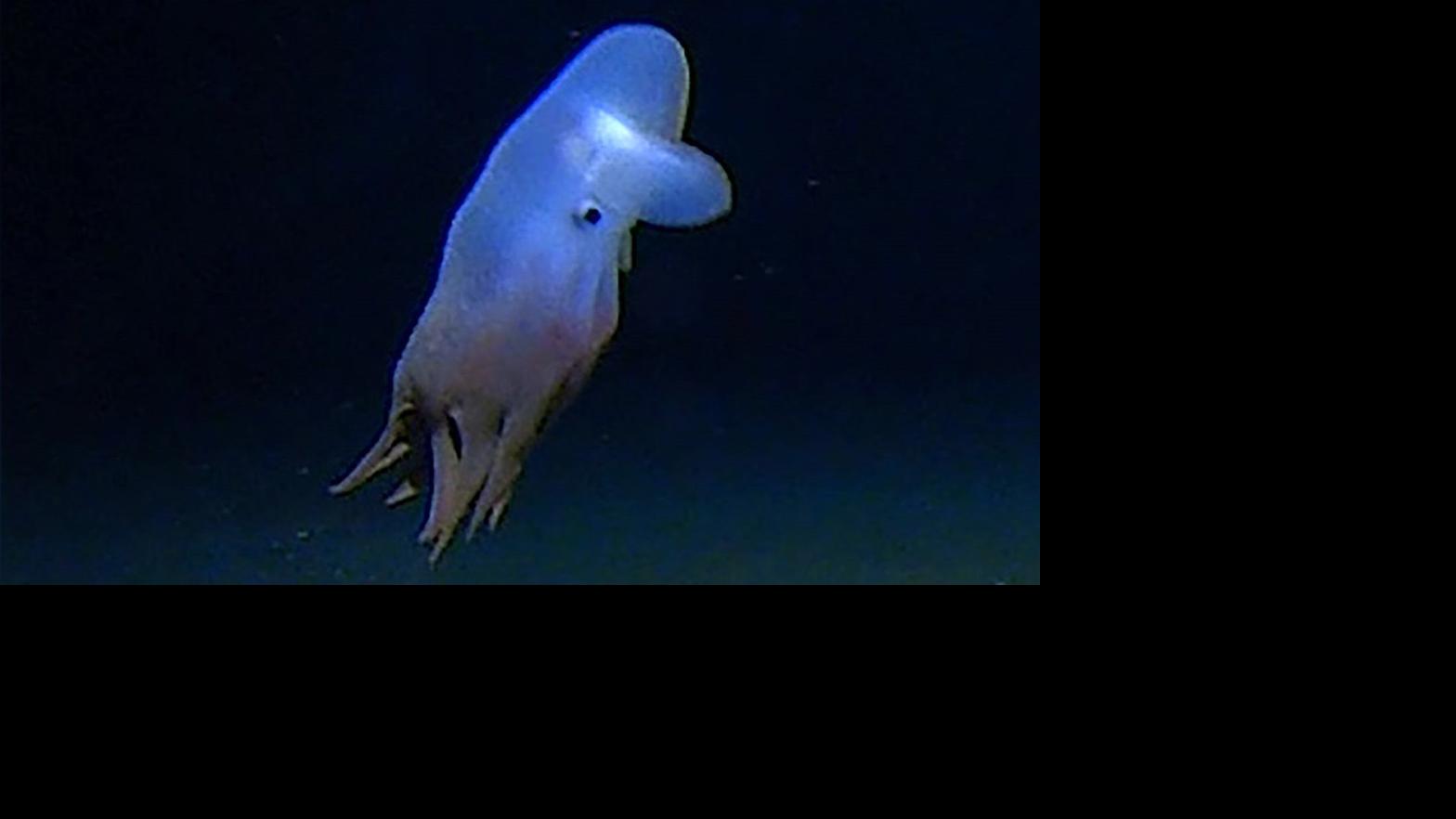 World's deepest octopus, complete with Dumbo ears, captured on film 4 ...