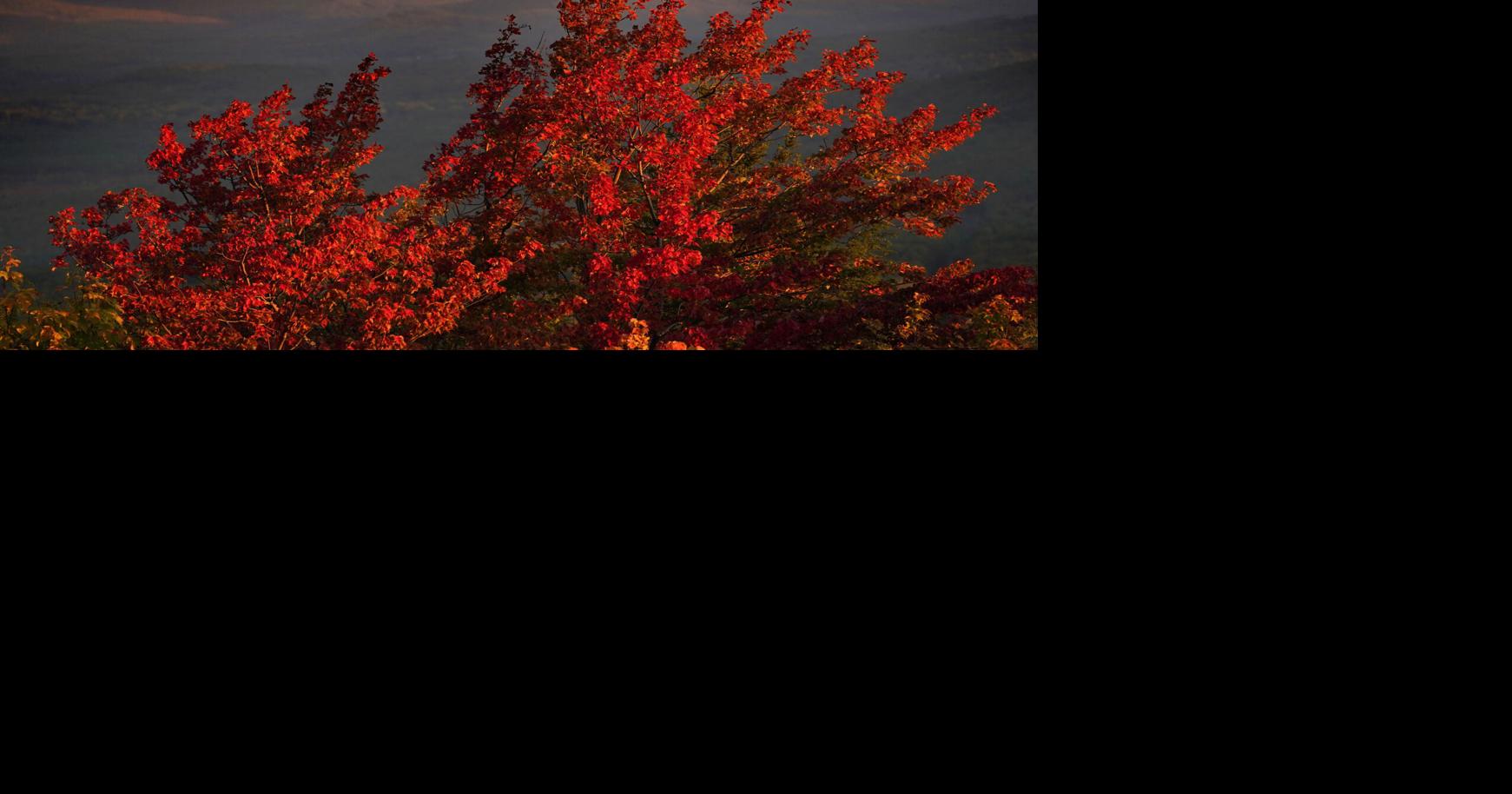 What does a warming climate mean for brilliant fall foliage? | Across ...