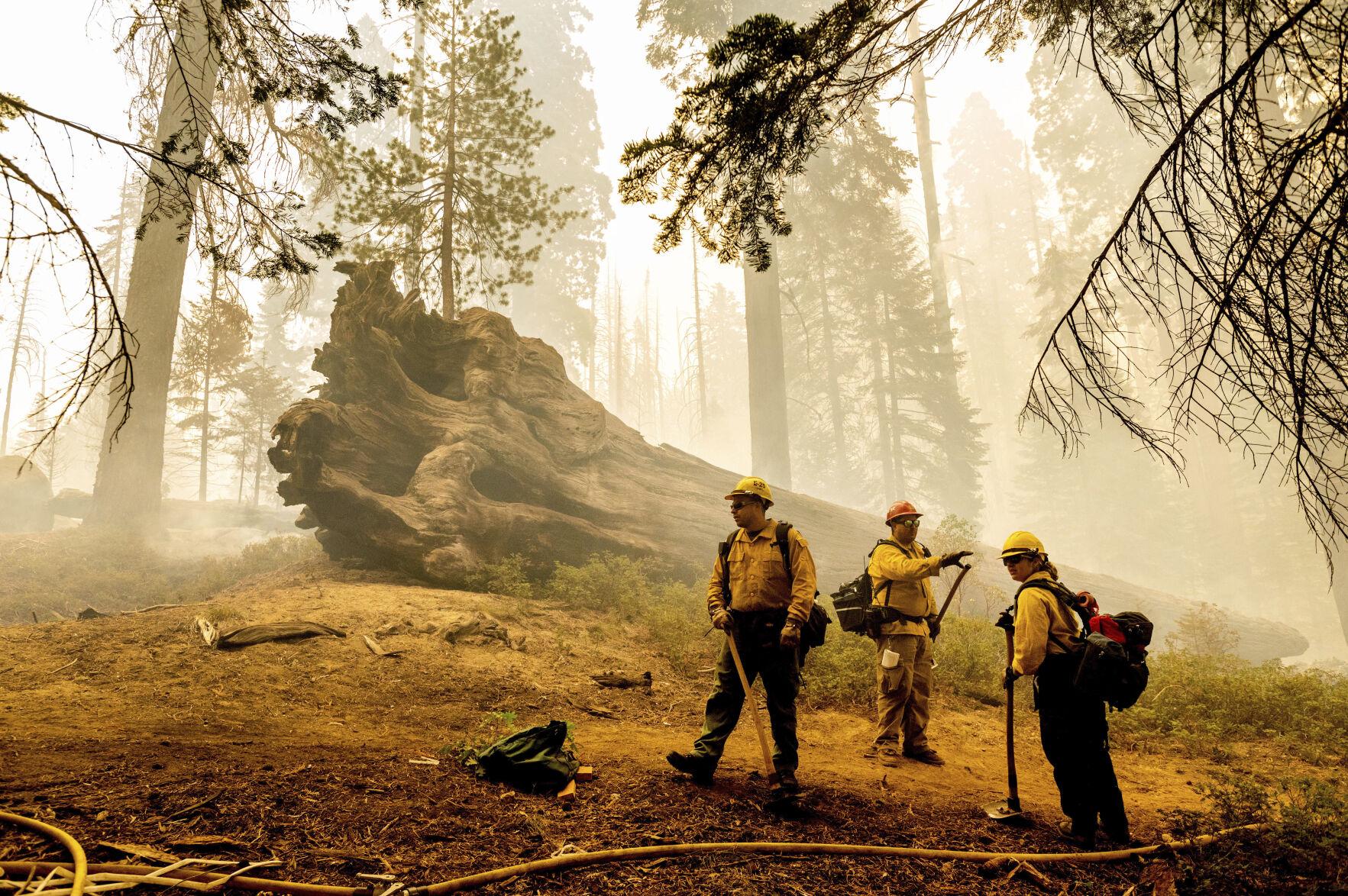 4 famous giant sequoias unharmed in California fire | National | news ...