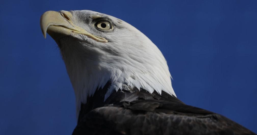 American bald eagles are having ecological, cultural moment