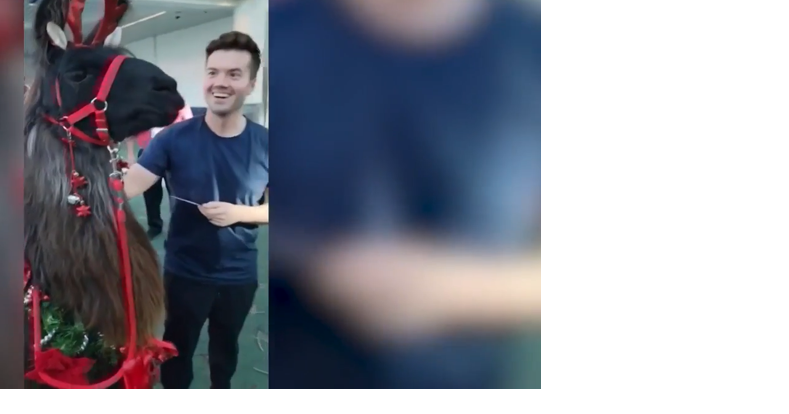 Therapy llamas help relieve traveling stress at Portland airport