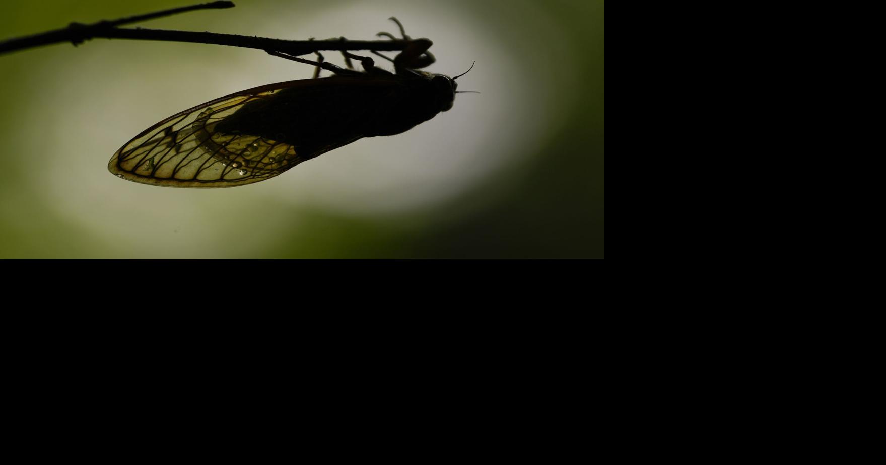 How cicadas make their signature sound so eerie and loud