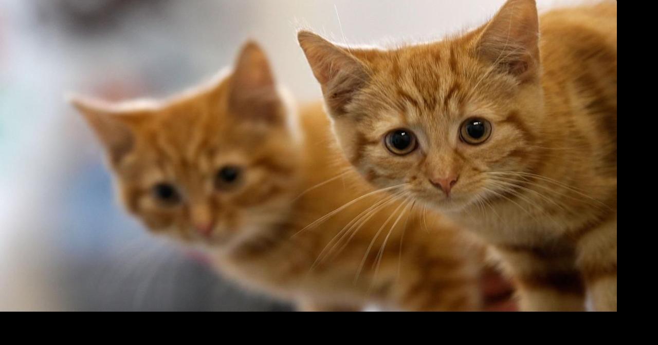 Cat-Scratch Disease Is Putting More Infected People In The Hospital