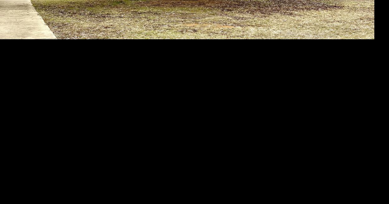 Callery pear tree: How to manage an invasive former favorite