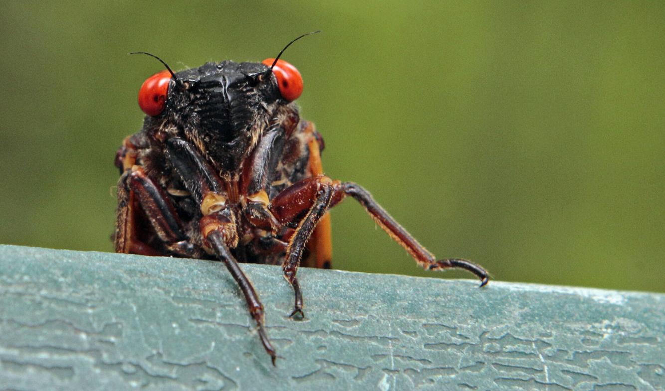 Yes, cicadas are edible. They can adorn cookies, be deep-fried and more