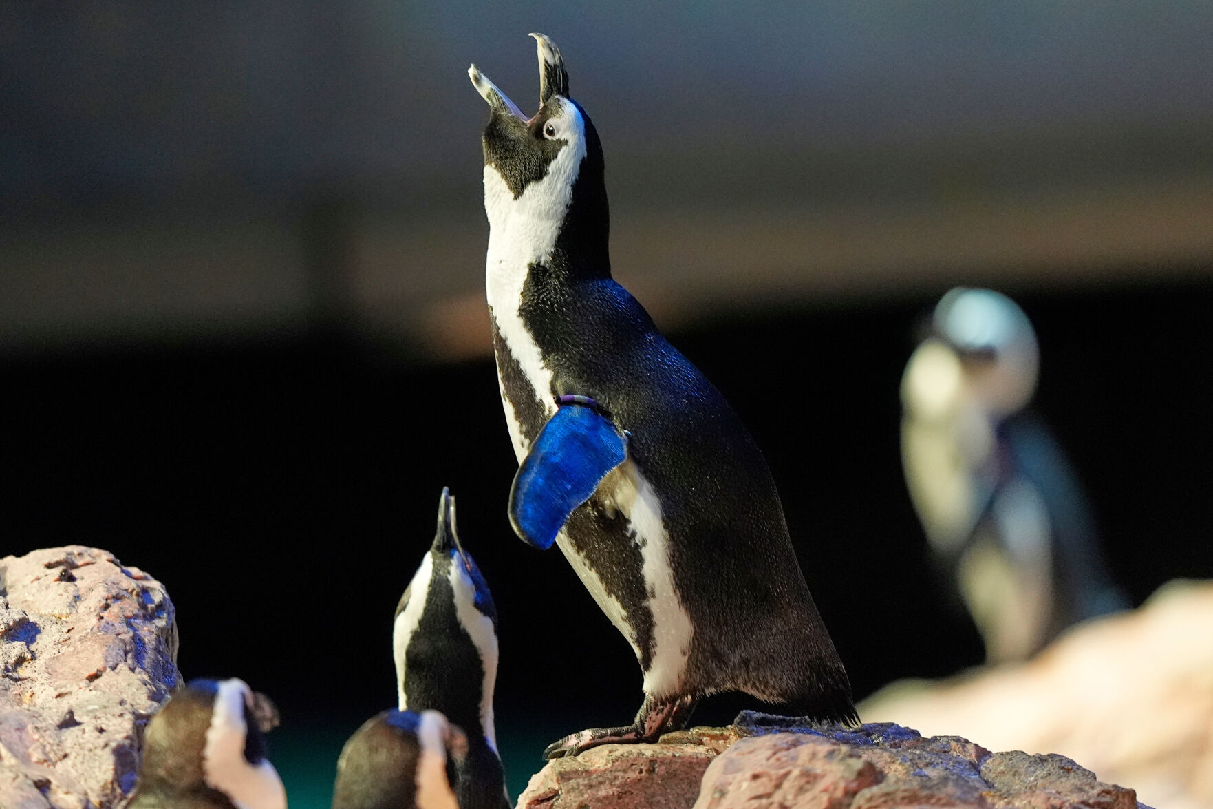 New England Aquarium in Boston opens island for old penguins