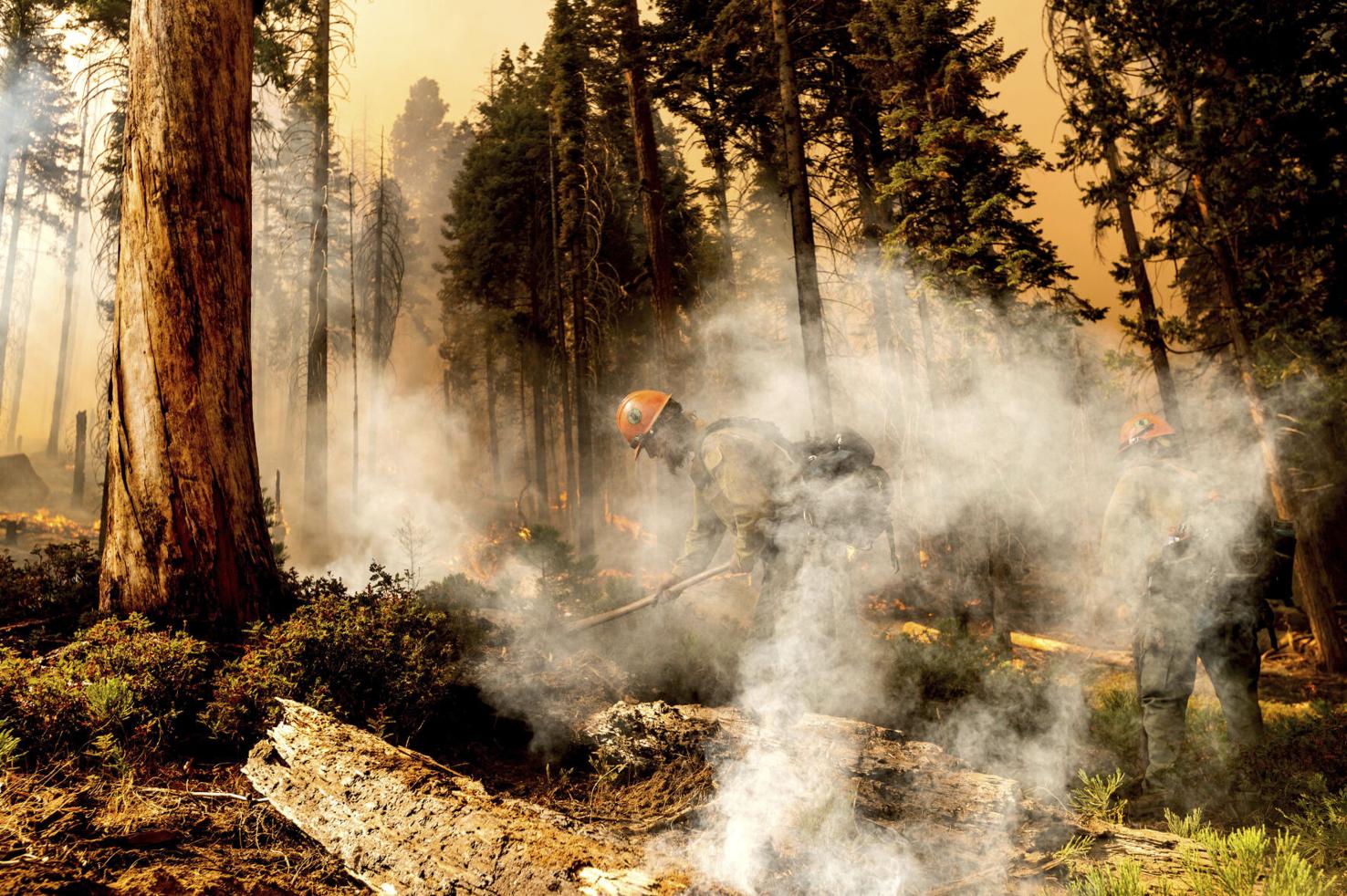 4 famous giant sequoias unharmed in California fire | National | news ...
