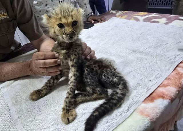 Cheetah cubs rescued from illegal trade in Somaliland