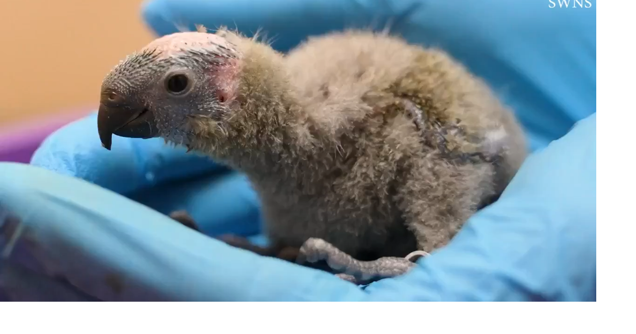 Pair of world's rarest parrots hatched at U.K. zoo, and more of today's ...