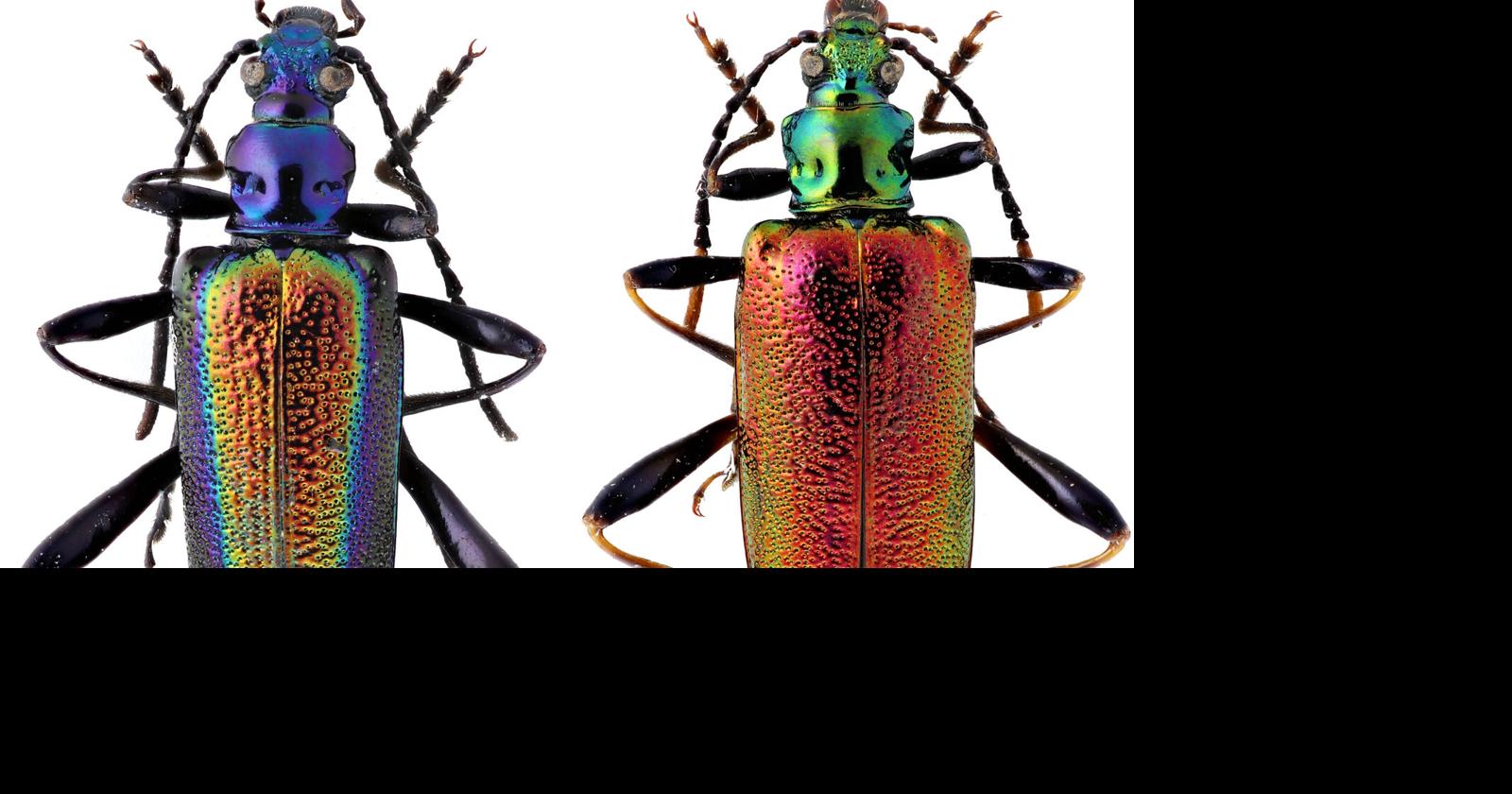 More than 500 new species, including colorful beetles and a 'hell heron ...