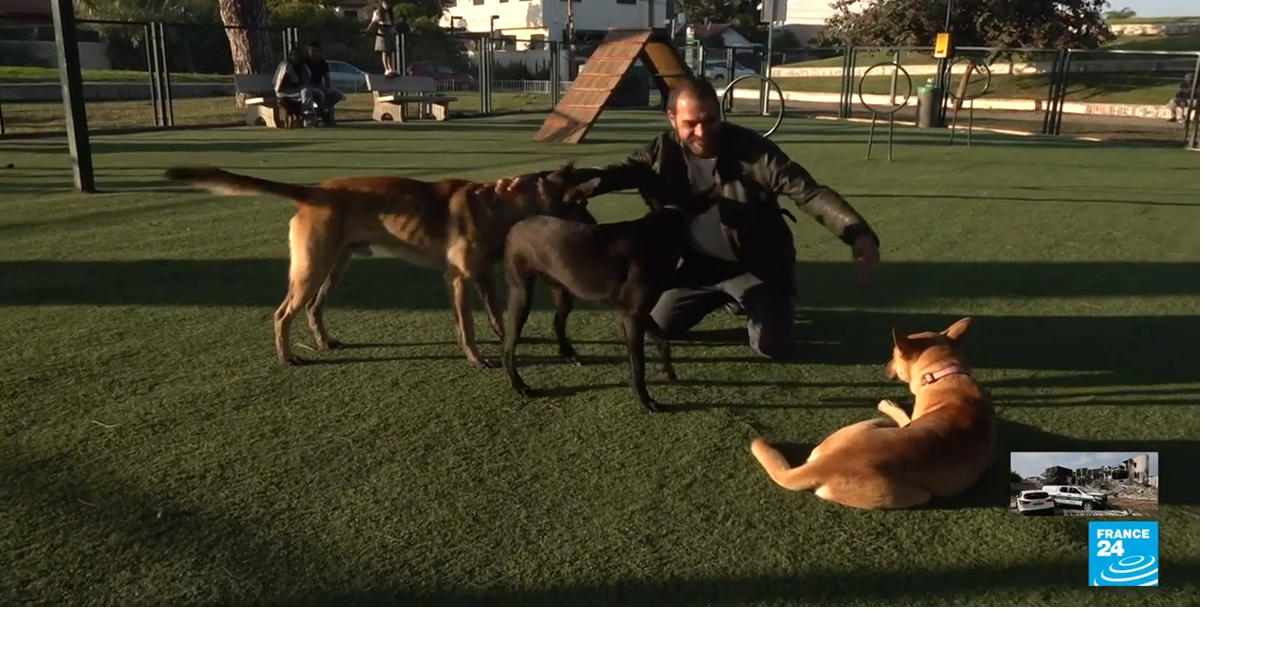 Animal victims of war: Israel group rescues dogs left behind after Oct ...