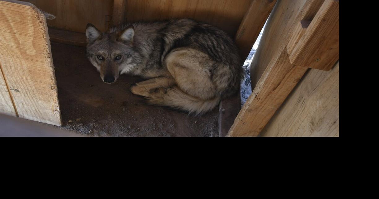 Biologists keeping close eye on wandering rare Mexican wolf