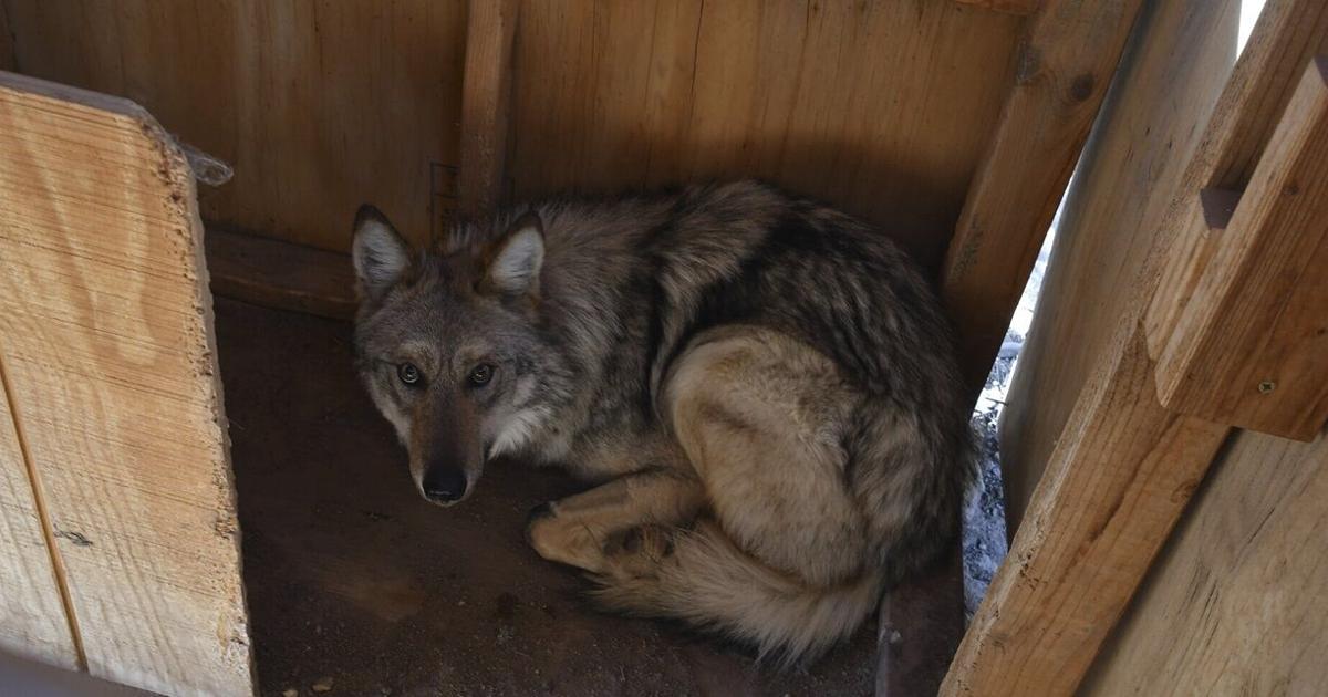 Biologists keeping close eye on wandering rare Mexican wolf Biologists keeping close eye on wandering rare Mexican wolf