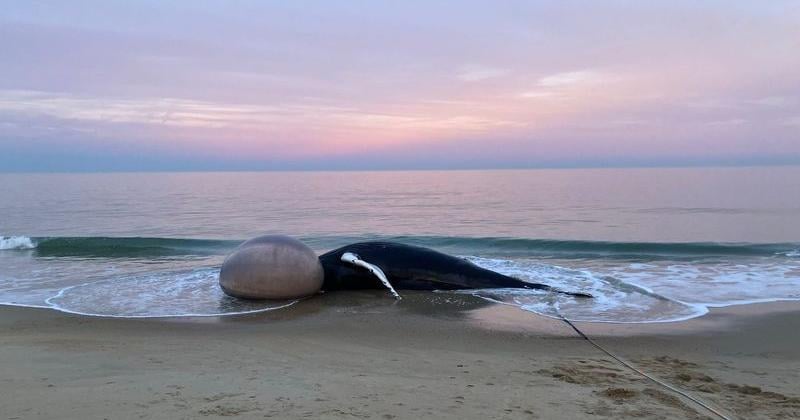 Kenneth Faried on Nikola Jokic: 'I knew he was going to be special ...