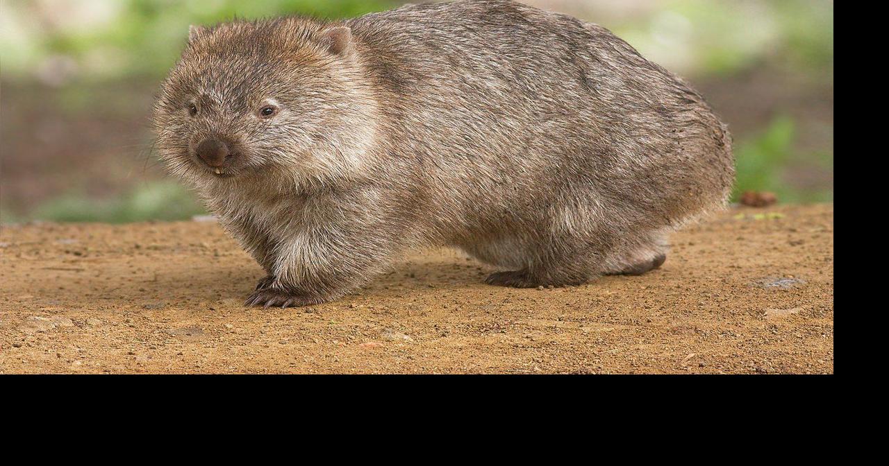 Why is wombat poop cubed? Scientists finally think they know the answer