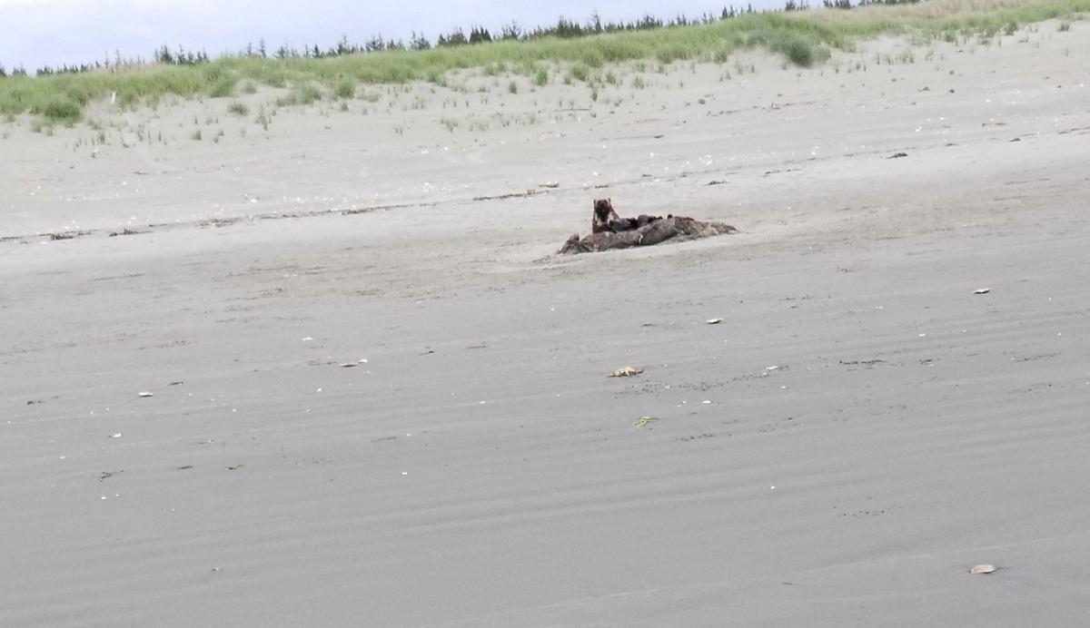 Wolverine sighting on Washington state beach stuns wildlife officials