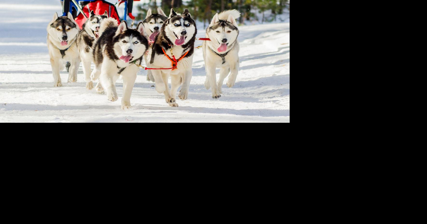 What is a “working breed”? The AKC describes breeds of working dogs and ...