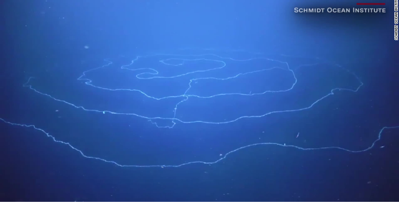 Massive, deep-sea 'silly string' creature discovered
