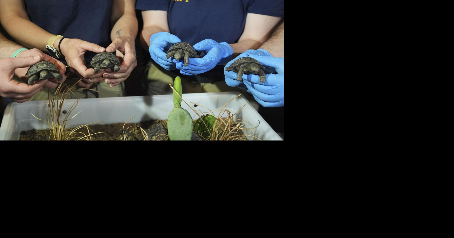 Photos: 4 baby tortoises debut at Philadelphia Zoo, home to their ...
