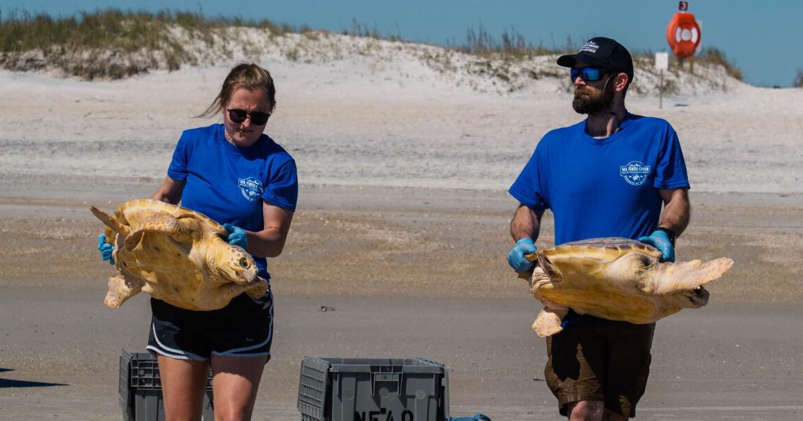 19 sea turtles released in Atlantic after rehab in Missouri