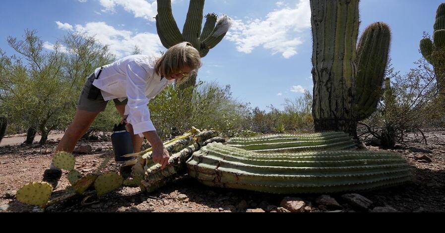 Extreme heat in Phoenix is withering famed saguaro cacti, with no end ...