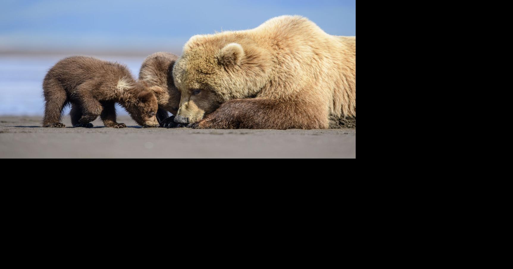 'Queens' offers a different perspective in the world of wildlife ...