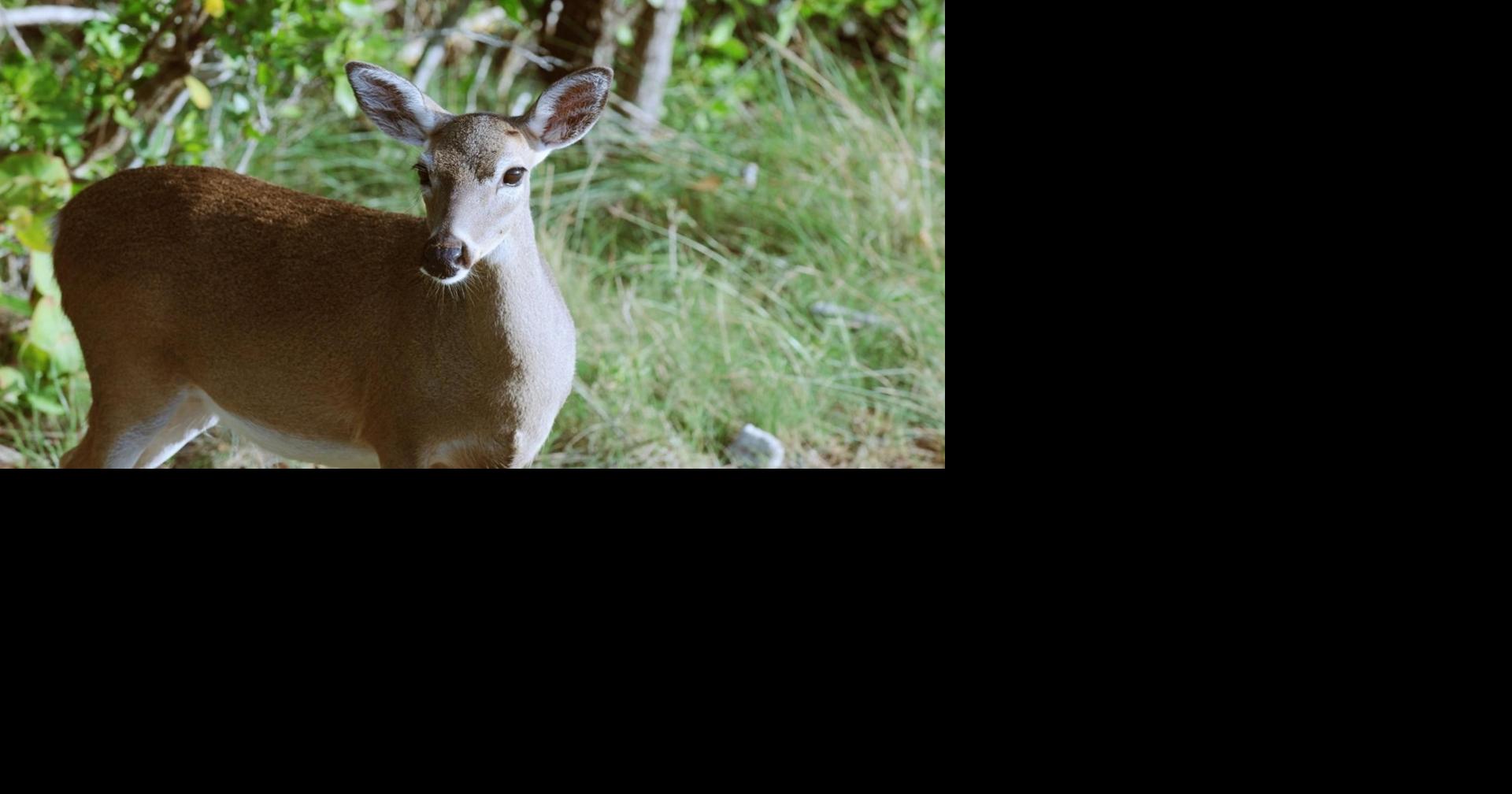 For Florida's Endangered Wildlife, Hurricanes Come With The Territory