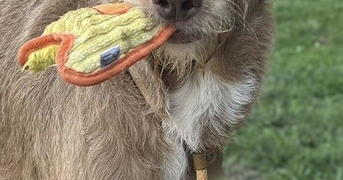 Pet of the Week: Bridget | News | newsandtribune.com