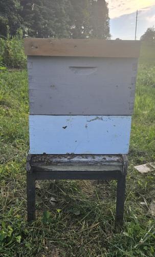 PLAN BEE: Thermoregulation of the colony | News | newsandtribune.com