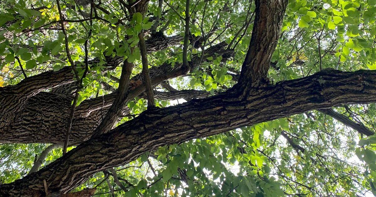 New Albany, Jeffersonville receive grants for tree planting | News ...